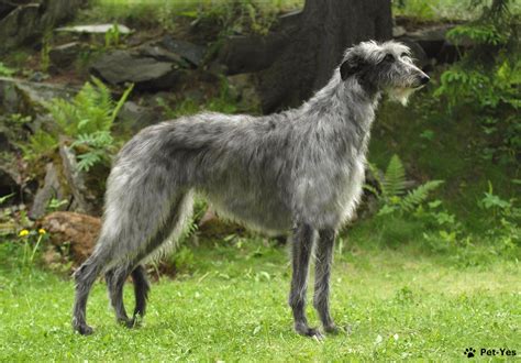 Самая большая порода собак в мире фото с названиями Топ самых больших пород собак