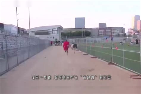 假如世界短跑冠军“闪电”博尔特，与鸵鸟赛跑，谁更快？