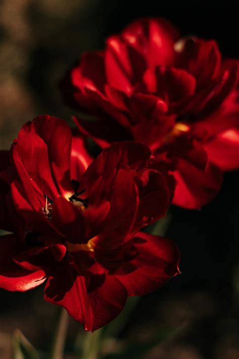 Красные тюльпаны красивые цветы для вашего сада