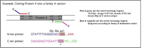 Primer Design Department Of Molecular And Cell Biology University