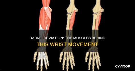 Radial Deviation The Muscles Behind This Wrist Movement Cyvigor