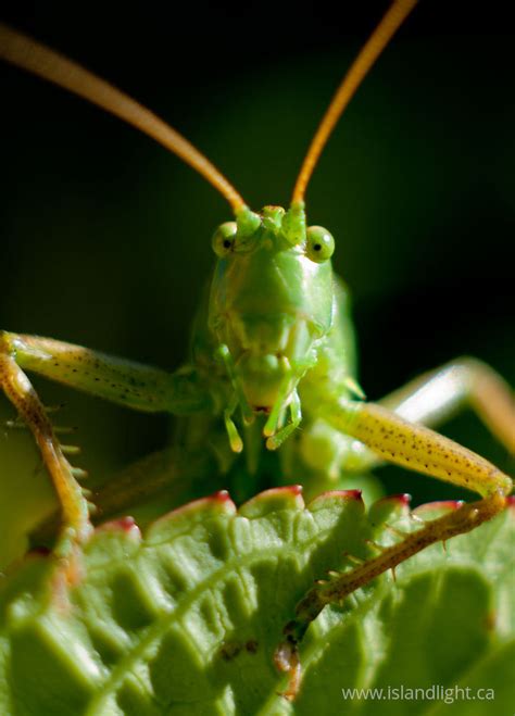 I Spy A Katydid ~ Katydid Photo Island Light Photography