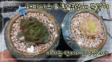 단지네다육에서 환엽랑떼 And 해피니스 분갈이해요 💕 Youtube