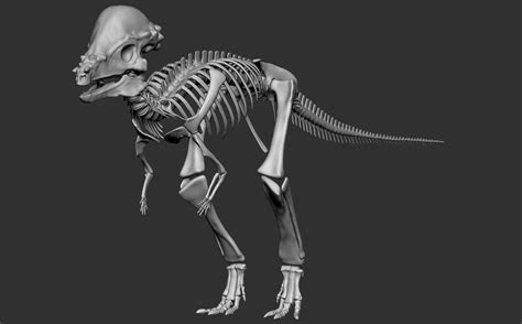 Pachycephalosaurus Wyomingensis Skeleton 3qtr View By Daitengu On