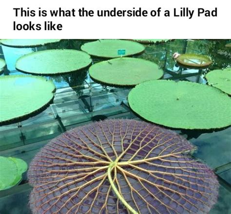 Lilly Meme