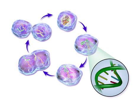 Haploid And Diploid Cell What Are They Main Differences And