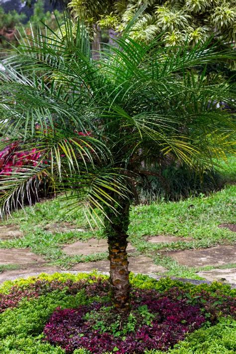 Pygmy Date Palm Tree For Sale Buying And Growing Guide