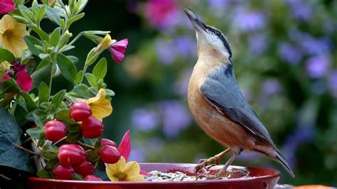 Bird Netting For Garden EyouAgro