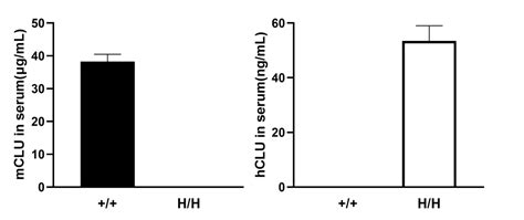 B Hclu Mice Biocytogen
