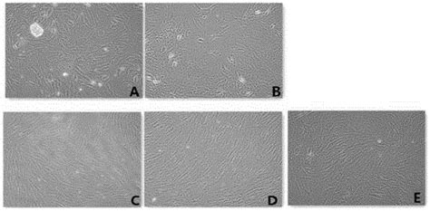 Subculture Method Of Human Amniotic Mesenchymal Stem Cells Eureka Patsnap