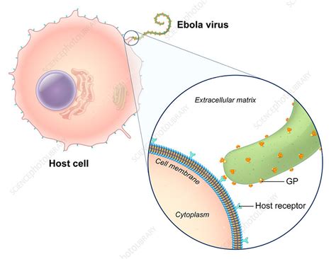Ebola Virus Replication Illustration Stock Image C0277204 Science Photo Library