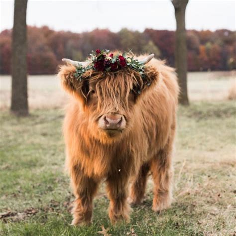 Adorable Highland Miniature Cow Mini Highland Cow Miniature Cows