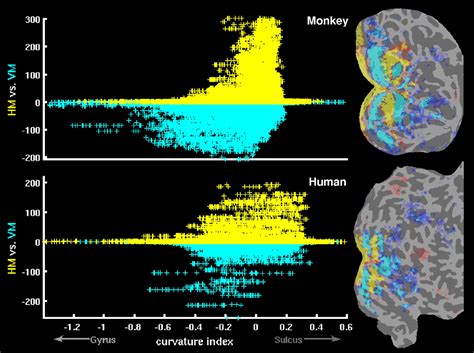 Does Retinotopy Influence Cortical Folding In Primate Visual Cortex Journal Of Neuroscience