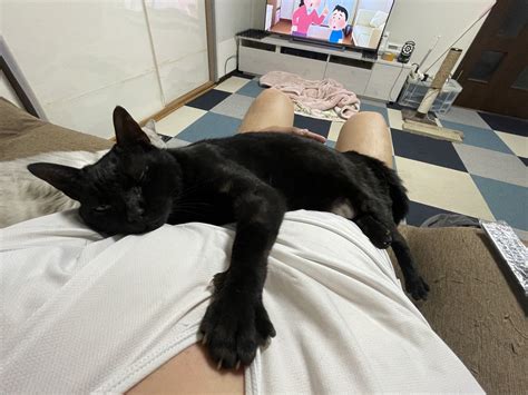 たにし 猫垢 On Twitter とろけるみりん