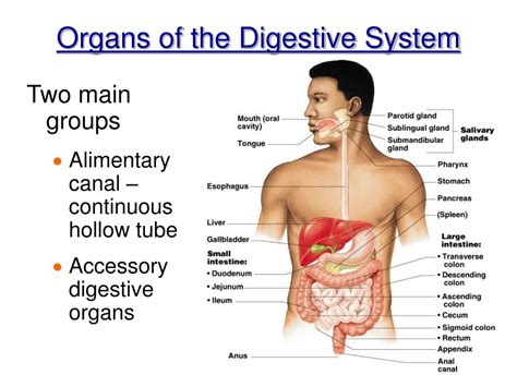 Which Of The Following Is An Accessory Digestive Organ