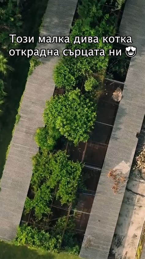 Митническите служители са впечатлени от тези музикални дискове от старата школа От сватбени