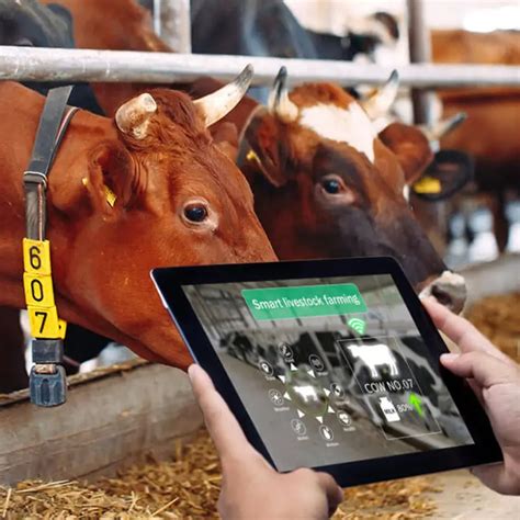 Smart Livestock Health Monitoring With Ai Sensors