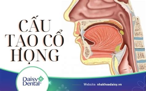Cấu tạo cổ họng như thế nào Những thông tin cần biết