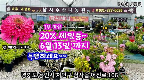 남사화훼단지 남사수산나농원 야생화농원 20세일중 목수국 에키네시아겹 스토케시아 겹페츄니아 데모르 나리백합 루비스타 홍뱀무 향등골풀 아스타등