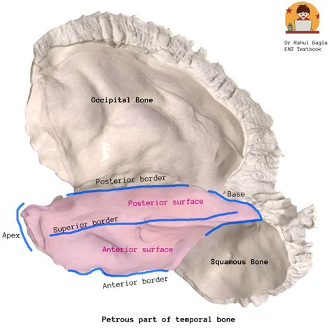 Temporal Bone Anatomy— High Yield Revision Best Diagrams