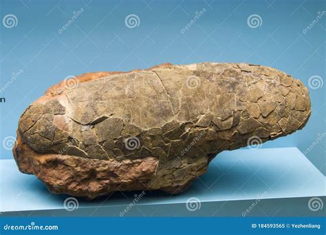 The Fossil Of Dinosaur Egg In Naturmuseum Senckenberg Editorial Image