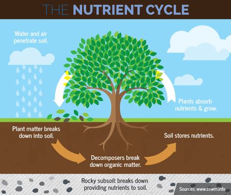 Nutrient Cycles Review Diagram Quizlet