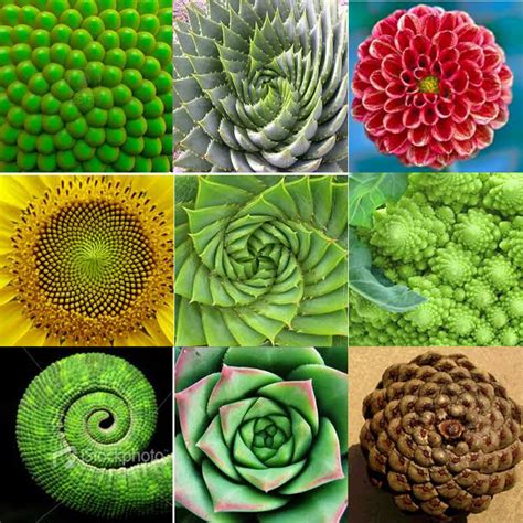 The Fibonacci Sequence In Nature Kesilalpha