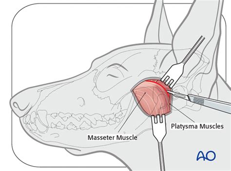 Masseter Muscle Cat
