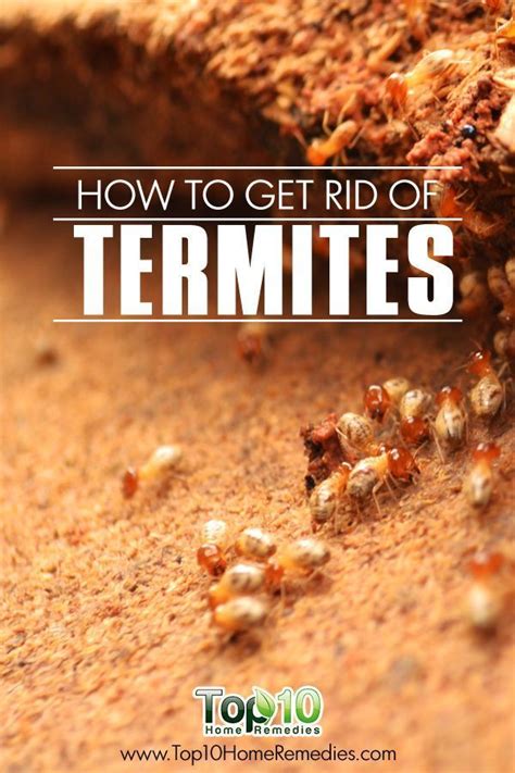 How To Kill Termites Naturally Top 9 Natural Ways To Get Rid Of