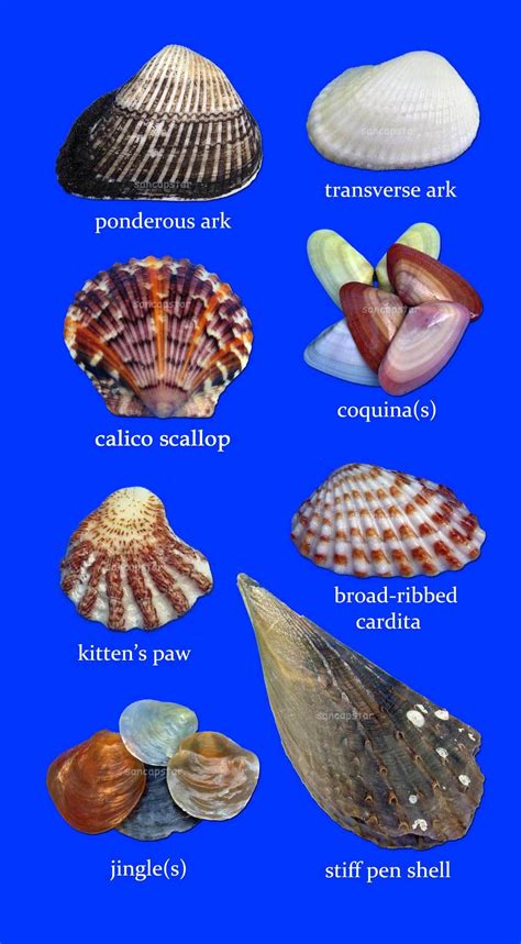 Printable Seashell Identification Chart Printable Calendars At A Glance
