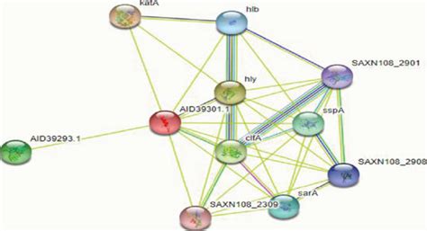 A Protein Structure Exonic Region Of S Aureus B Alignment Of S Download Scientific