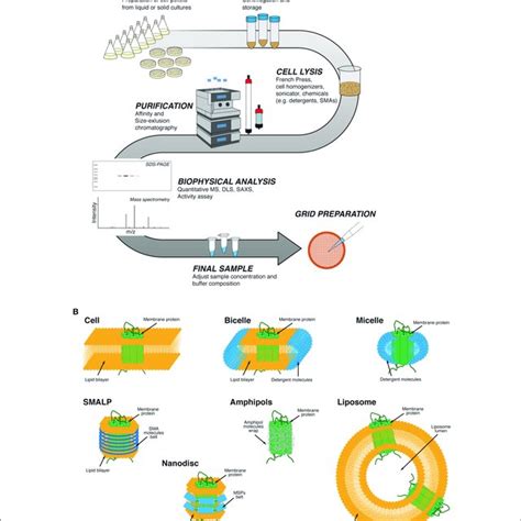 Pdf Cryo Em Grid Preparation Of Membrane Protein Samples For Single Particle Analysis