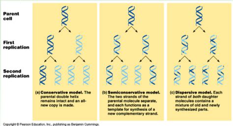 DNA Structure And Function AP Biology Study Guide