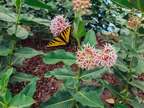 Oregon Department Of Forestry Fire Season Is Being Declared On Odfs