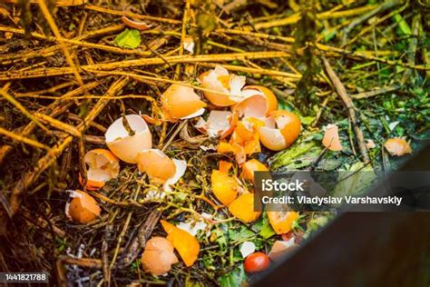 퇴비 더미에 달걀 껍질 및 기타 유기 인간 폐기물 정원 침대를위한 비료로 가공하기위한 음식물 쓰레기의 2 차 합리적 사용 0명에 대한 스톡 사진 및 기타 이미지 Istock