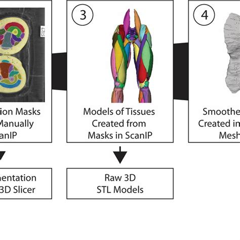 Flowchart Showing The Primary Steps In The Model Generation Process And Download Scientific