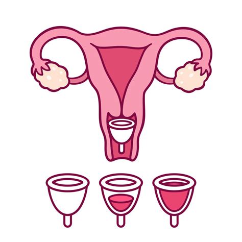Todo Sobre La Copa Menstrual Naturalmente Mamá
