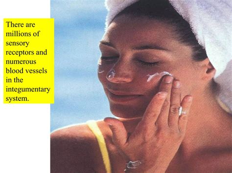 02 Integumentary System Pptx