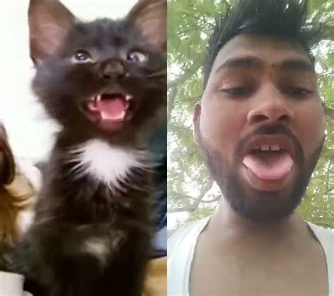 Cat Funny Videoyoutubeshorts Cat Comedy Videocute Cat And Parrot
