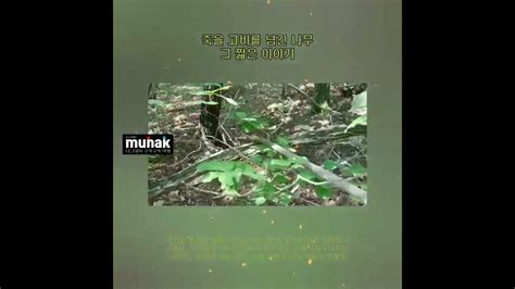 죽을 고비를 넘긴 나무 그 짧은 이야기 Youtube