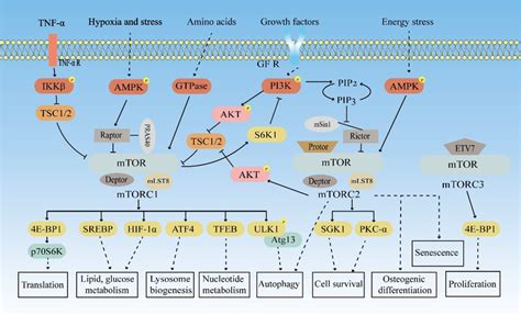 The Mtor‐mediated Signalling Pathway Growth Factors Hypoxia And Download Scientific Diagram