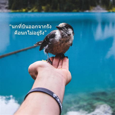 [คำคม ทุกแนว] “นกที่บินออกจากรังคือนกไม่อยู่รัง”