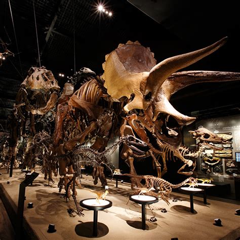 巡回展「ポケモン化石博物館」pokémon Fossil Museum 国立科学博物館