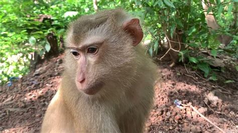 Monkey So Cute Monkeymonkey Cuteanimal Cute Original Viral