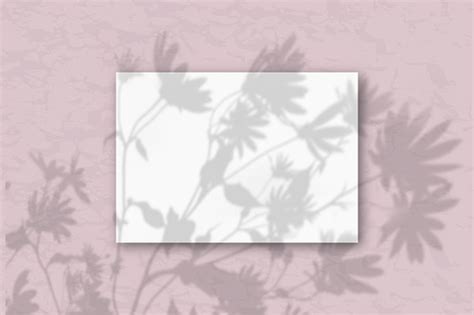 파스텔 핑크 벽 배경에 흰색 질감 종이의 수평 A4 시트 식물 그림자와 모형 오버레이 자연광이 데이지의 꽃과 잎에서 그림자를 드리우다 0명에 대한 스톡 벡터 아트 및 기타