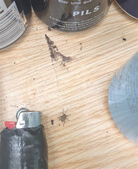 The Cutest Roundest Weevil Visited My Husband While Camping He Got The