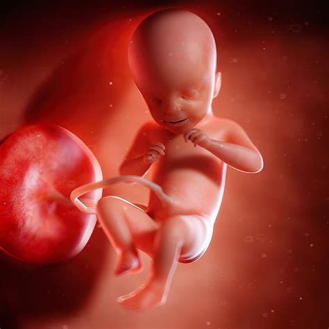 21 Weeks Pregnant Fetal Movement
