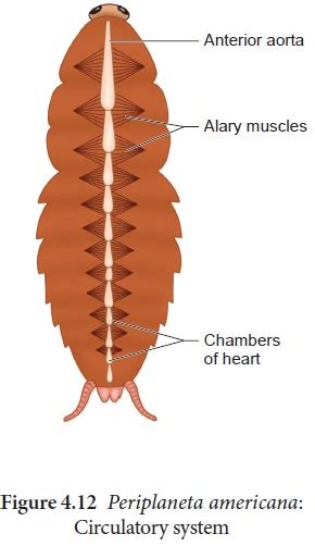Anatomy Of Cockroach Periplaneta Americana Digestive Respiratory