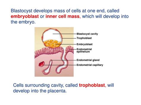 Biology 212 Anatomy And Physiology Ppt Download