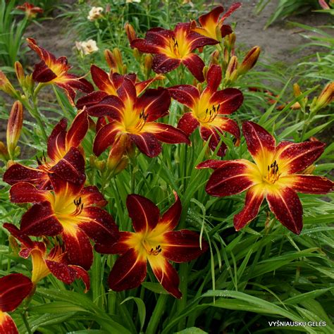 Ruby Spider Daylily Phloxeu